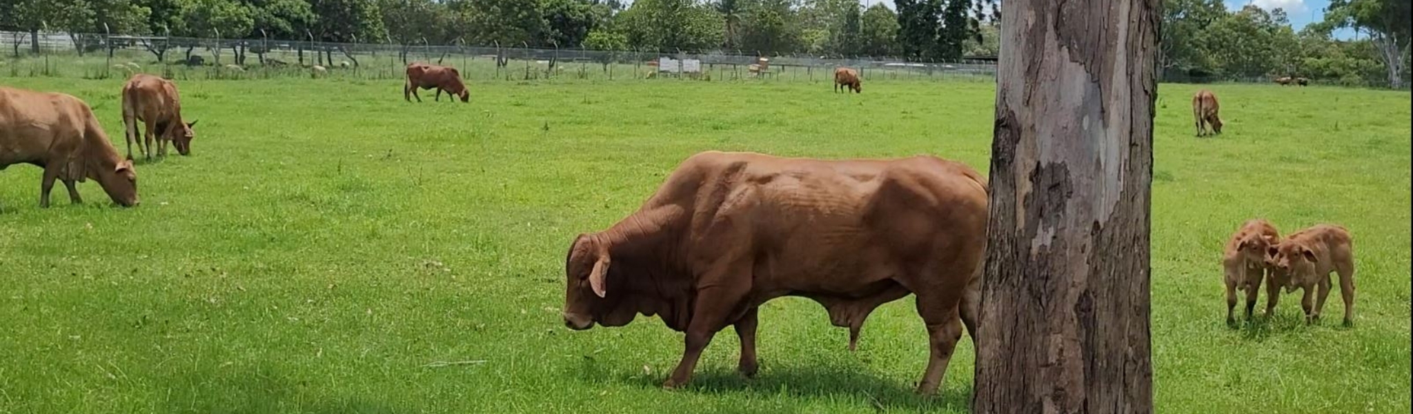 Beenleigh State High School